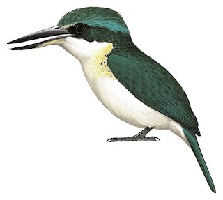 Society Kingfisher - Todiramphus veneratus - Birds of the World