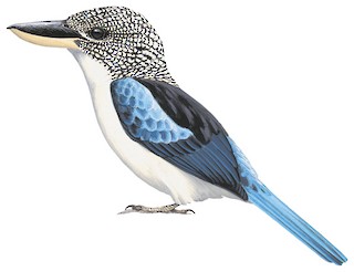 Spangled Kookaburra - Dacelo tyro - Birds of the World