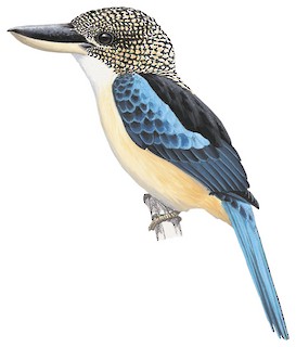 Spangled Kookaburra - Dacelo tyro - Birds of the World