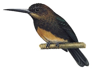 Brown Jacamar - Brachygalba lugubris - Birds of the World