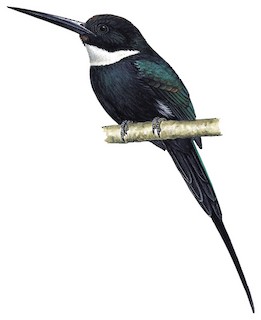 Paradise Jacamar - Galbula dea - Birds of the World