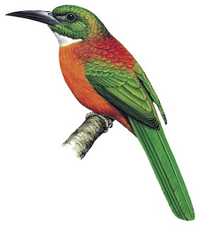 Great Jacamar - Jacamerops aureus - Birds of the World