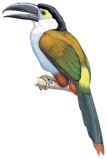 Black-billed Mountain-Toucan - Andigena nigrirostris - Birds of the World