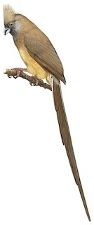 Speckled Mousebird - Colius striatus - Birds of the World