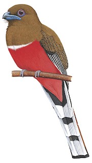 Red-headed Trogon - Harpactes erythrocephalus - Birds of the World