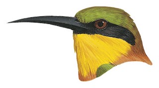 Red-throated Bee-eater - Merops bulocki - Birds of the World