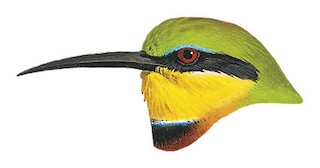 Little Bee-eater - Merops pusillus - Birds of the World