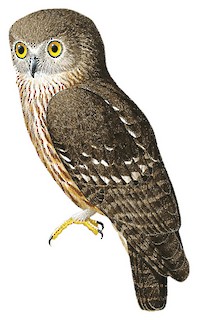 Barking Owl - Ninox connivens - Birds of the World