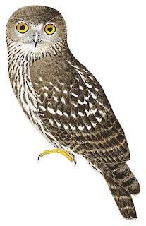Barking Owl - Ninox connivens - Birds of the World