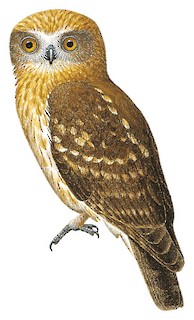 Australian Boobook - Ninox boobook - Birds of the World