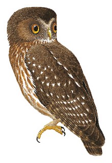 Philippine Hawk Owl