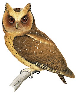 Reddish Scops Owl