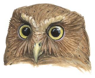 Serendib Scops Owl