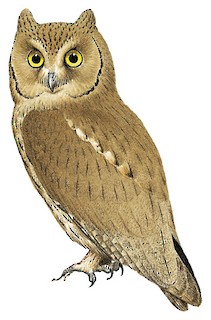 Pallid Scops-Owl - Otus brucei - Birds of the World