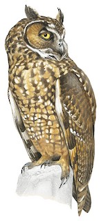 Abyssinian Owl - Asio abyssinicus - Birds of the World
