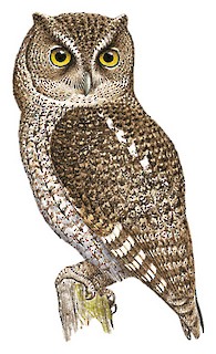 Middle American Screech-Owl - Megascops guatemalae - Birds of the World