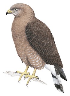 Accipitridae - Hawks, Eagles, and Kites - Birds of the World