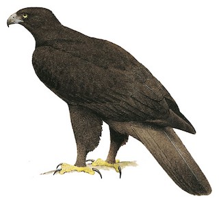 Changeable Hawk-Eagle - Nisaetus cirrhatus - Birds of the World