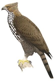 Changeable Hawk-Eagle - Nisaetus cirrhatus - Birds of the World