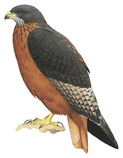 Augur Buzzard - Buteo augur - Birds of the World
