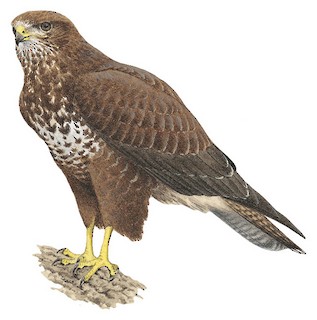 Common Buzzard - Buteo buteo - Birds of the World