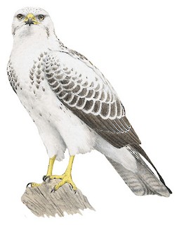 Common Buzzard - Buteo buteo - Birds of the World