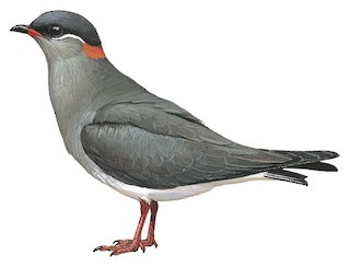 Rock Pratincole - Glareola nuchalis - Birds of the World