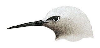 Lesser Noddy - Anous tenuirostris - Birds of the World