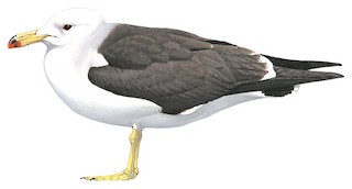 Laridae - Gulls, Terns, and Skimmers - Birds of the World