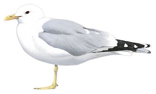 Common Gull - Larus canus - Birds of the World