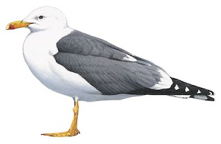 Lesser Black-backed Gull - Larus fuscus - Birds of the World