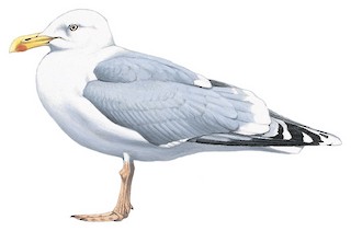 European Herring Gull - Larus argentatus - Birds of the World