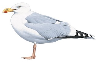 European Herring Gull - Larus argentatus - Birds of the World