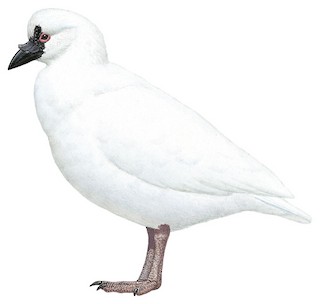 Black-faced Sheathbill - Chionis minor - Birds of the World