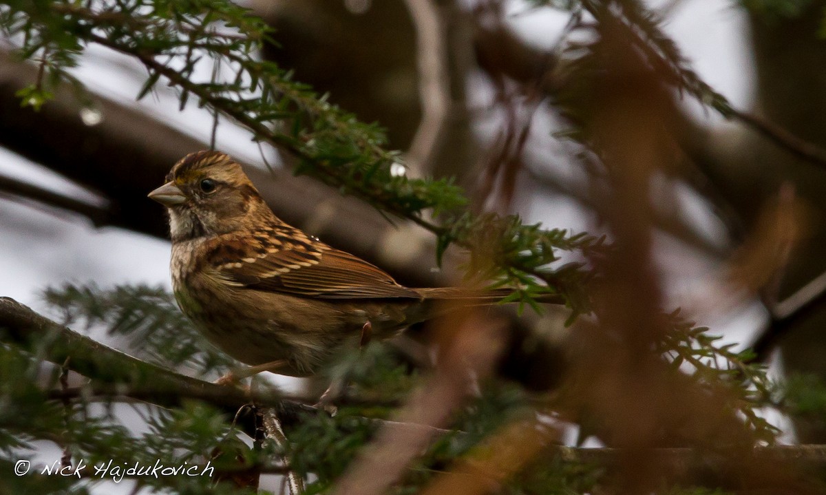 eBird Checklist - 11 Nov 2012 - Sitka (town) - 38 species (+4 other taxa)