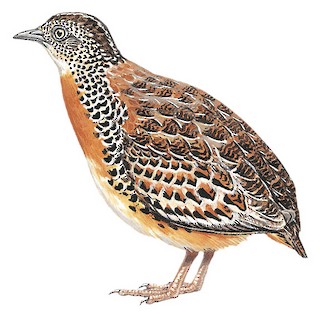 Turnicidae - Buttonquail - Birds of the World