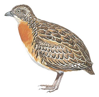 Red Breasted Button Quail