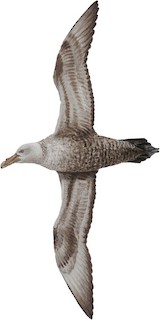 Procellariidae - Shearwaters and Petrels - Birds of the World