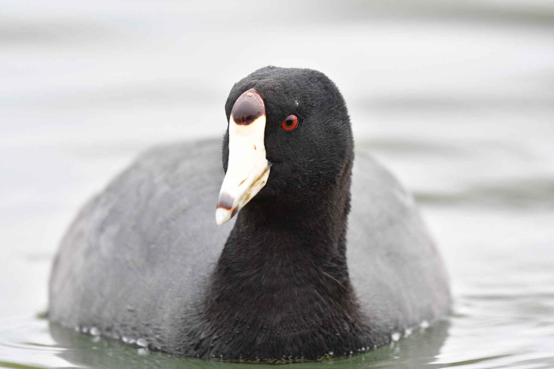 American Coot (Red-shielded) - eBird
