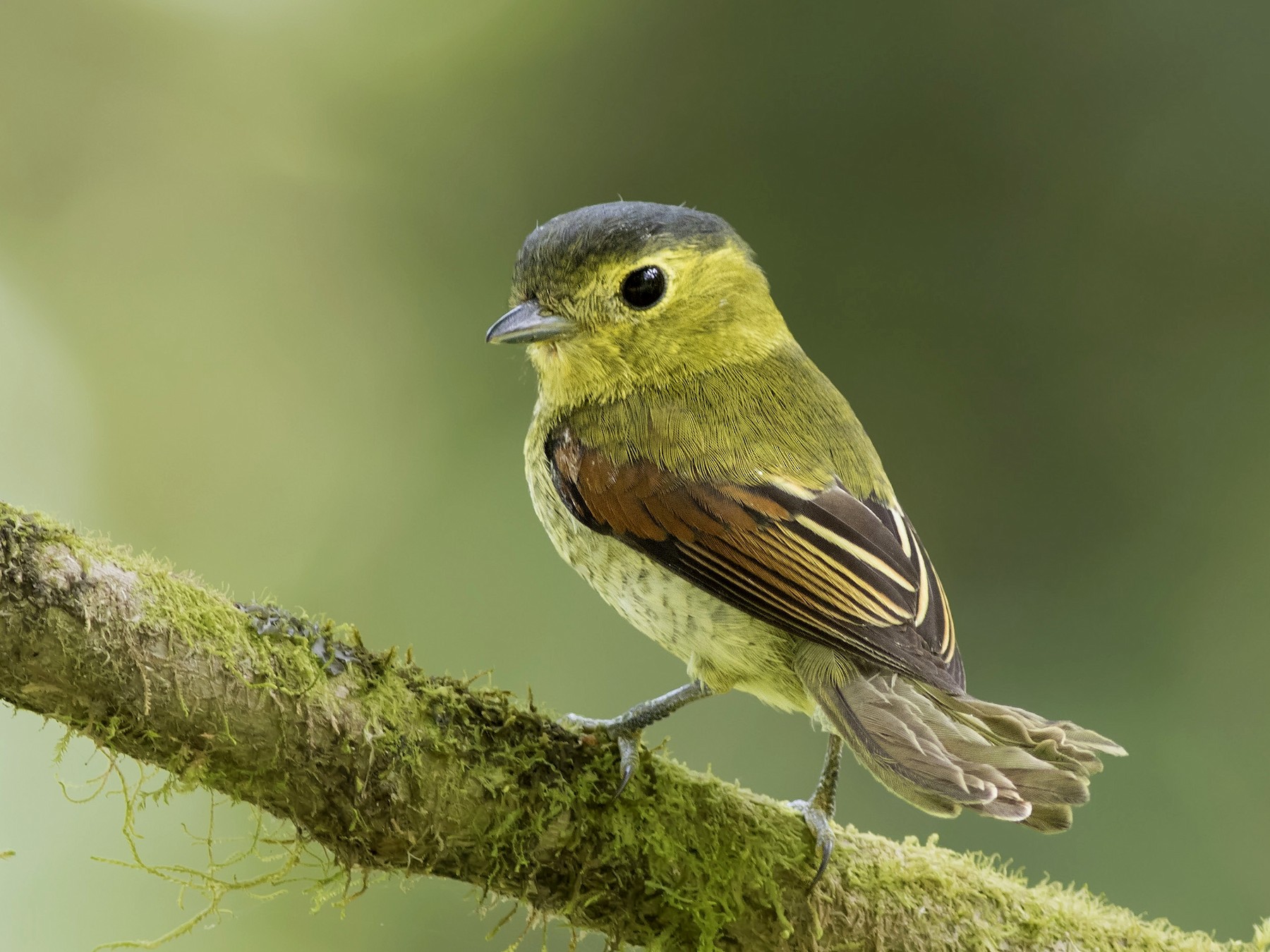 Barred Becard - eBird