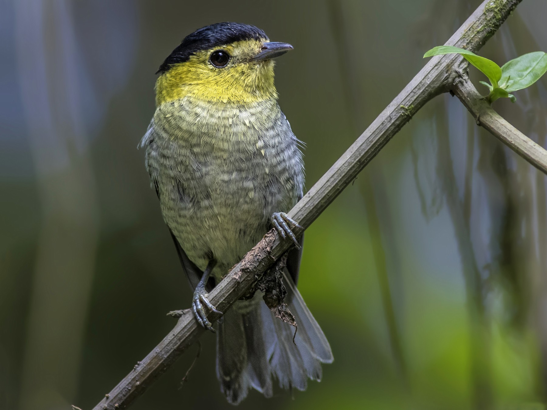 Barred Becard - eBird