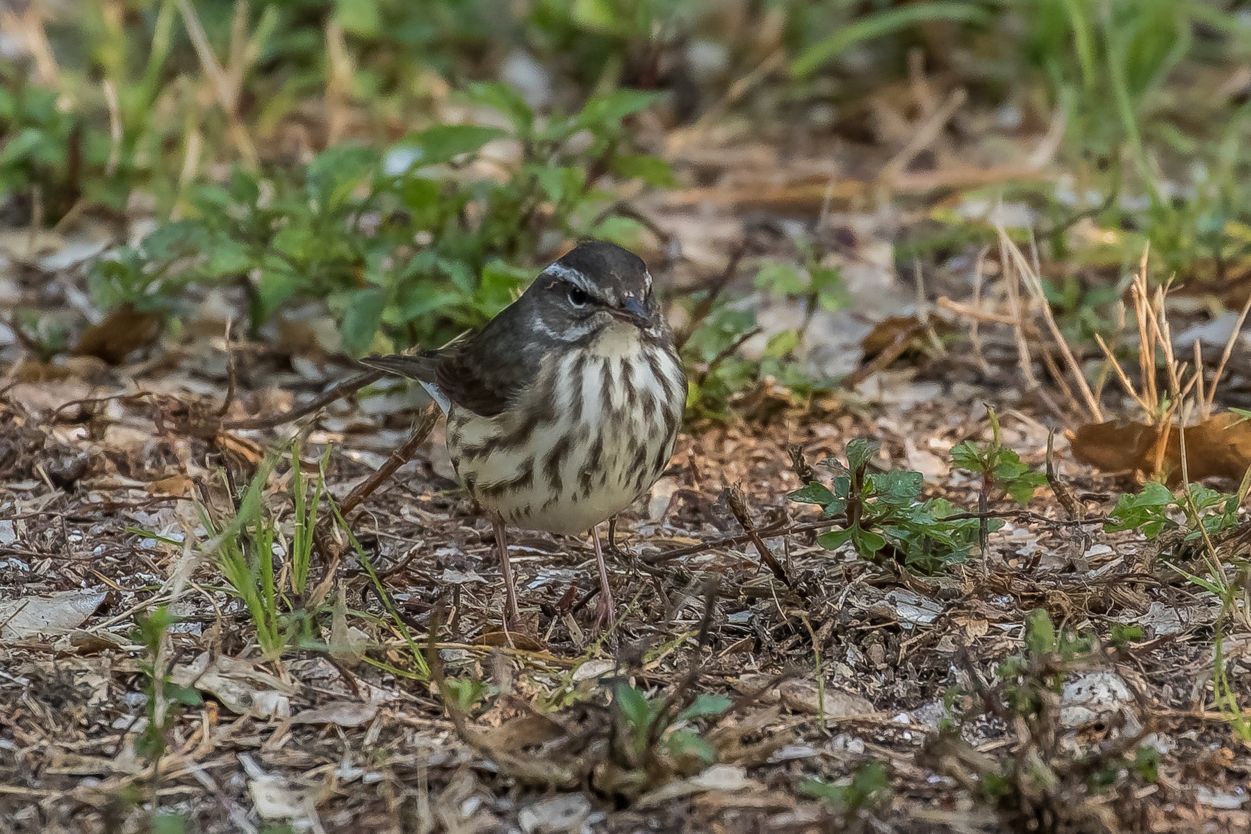 Pizpita de Río/de Mangle - eBird
