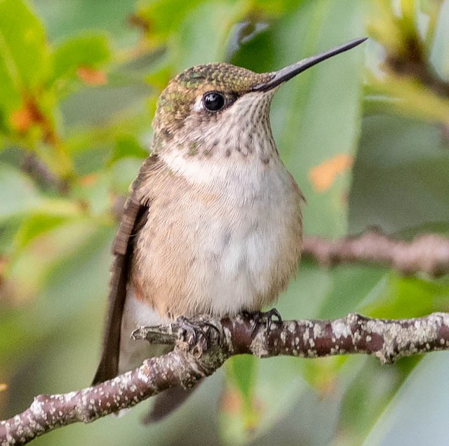 Ruby Throated Hummingbird Male