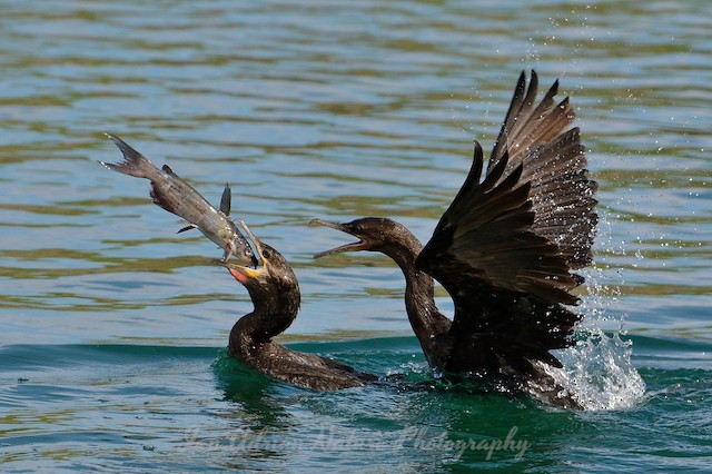 Cormorant Bird Fishing