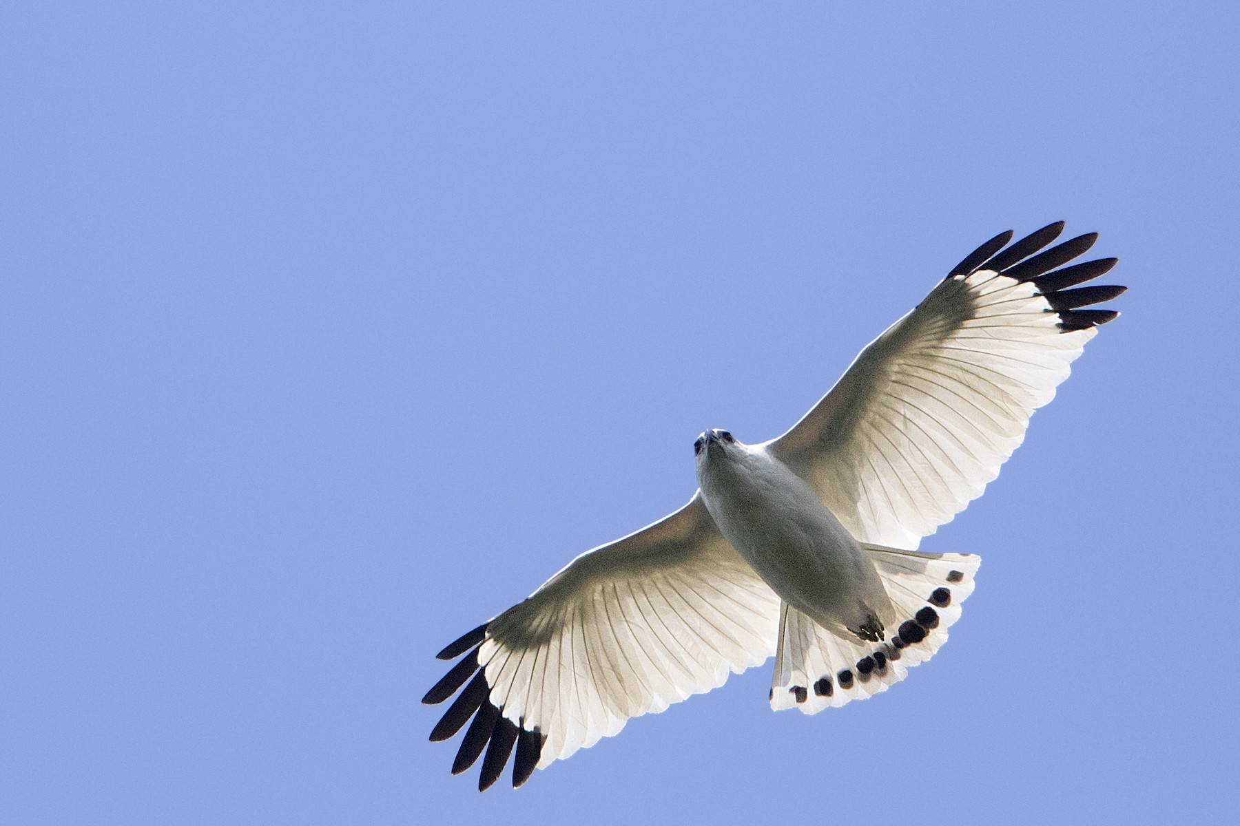 White Hawk (Snowy) - eBird