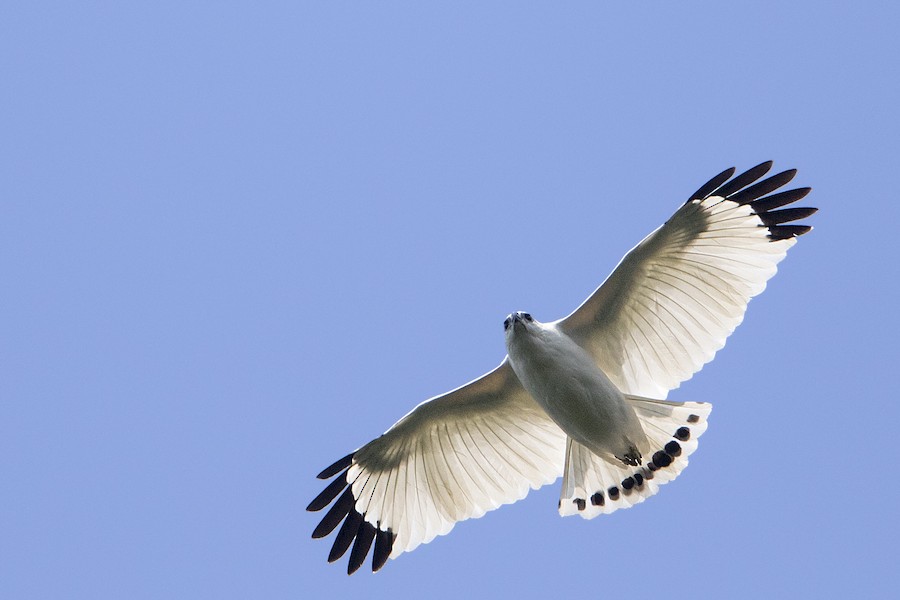 Gavilán Blanco (ghiesbreghti) - eBird