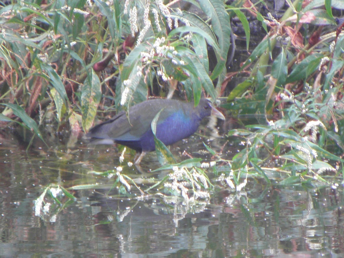 eBird Checklist - 4 Oct 2010 - San Gabriel River--Peck Rd. - 10 species