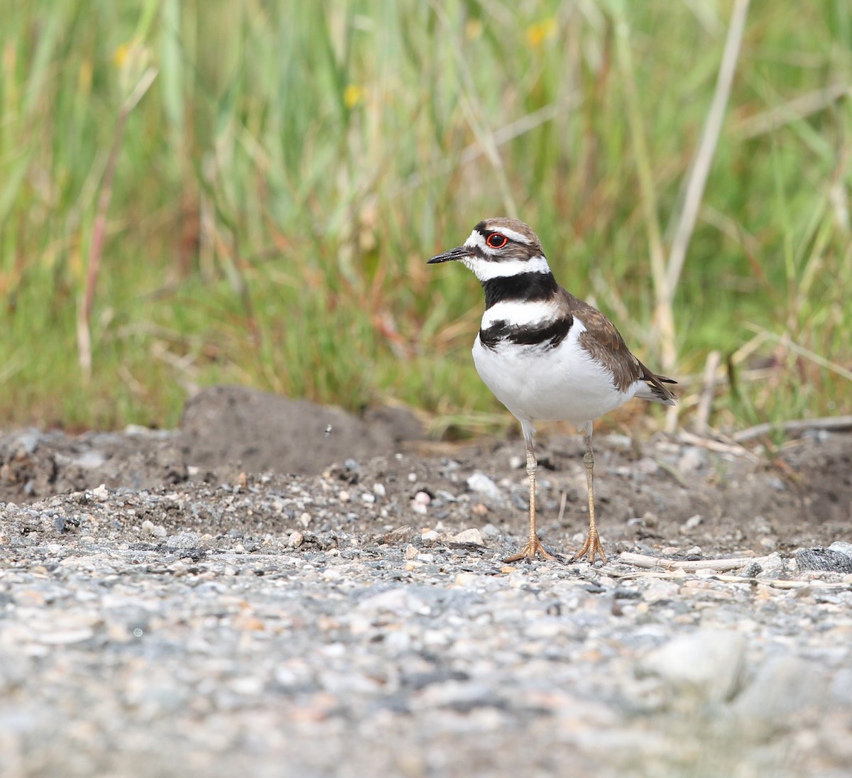 Virginia Breeding Bird Atlas Checklist - 19 Apr 2019 - Kinder Morgan ...
