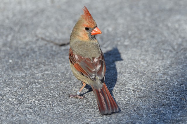 Juvenile Cardinal Beak Color
