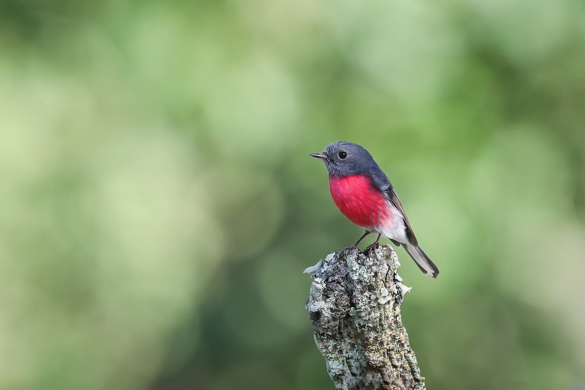 Edward W. Rose Postdoctoral Fellowship Program at the Cornell Lab of Ornithology - eBird